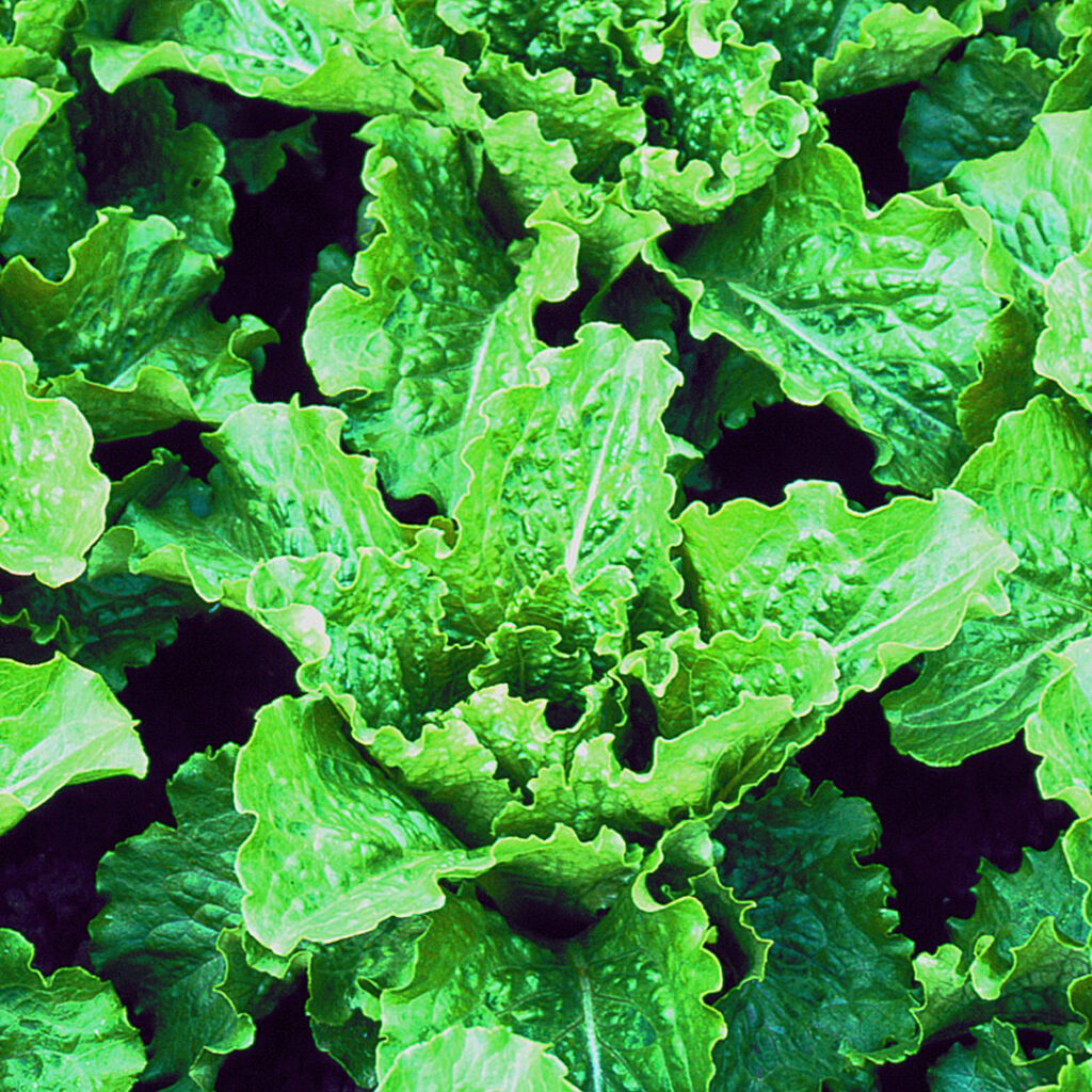 “Crispmint” Lettuce - Uncle Jim's Worm Farm