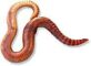 Red Wiggler Worms’ Life Cycle - Uncle Jim’s Worm Farm