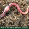 Where Do Composting Worm Babies Come From? - Uncle Jim's