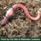 Where Do Composting Worm Babies Come From? - Uncle Jim's