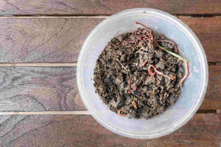 Tips for Fast Red Wiggler Worm Breeding - Uncle Jim's Worm Farm