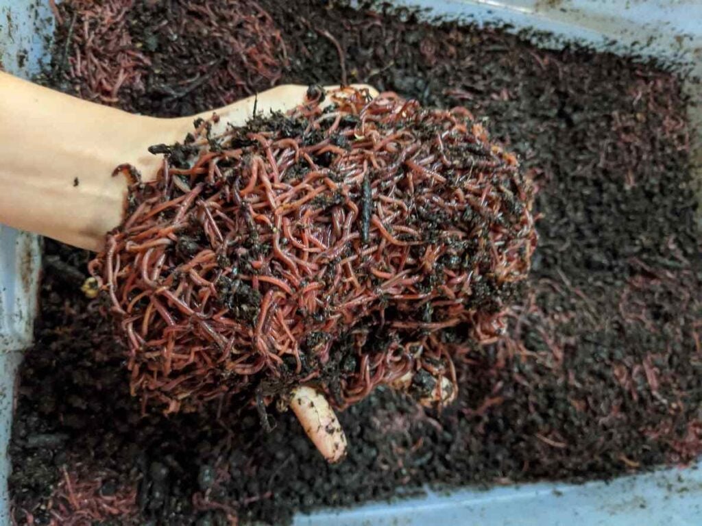 Red Wiggler Eggs: All You Need to Know - Uncle Jim's Worm Farm